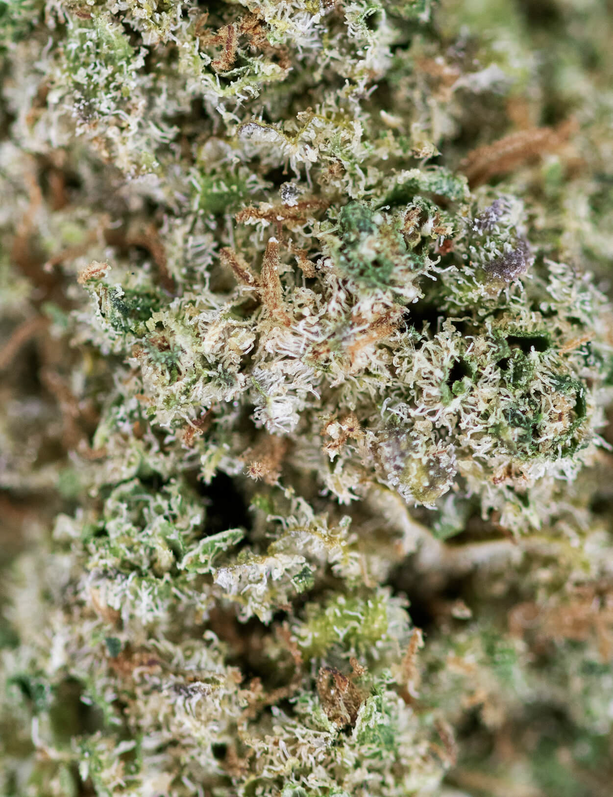 Pineapple Kush CBD | High Society Pineapple Kush CBD | High Society
