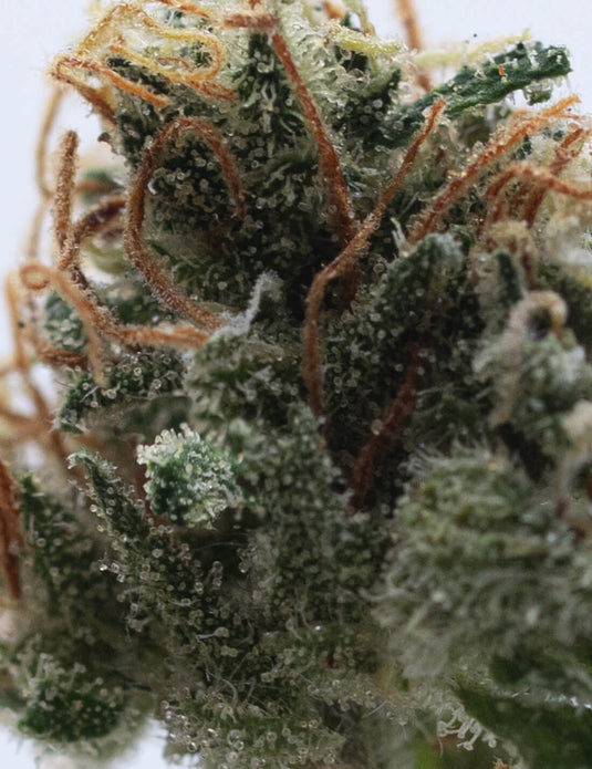 Achat CBD légal en France - Vente CBD en ligne | High Society