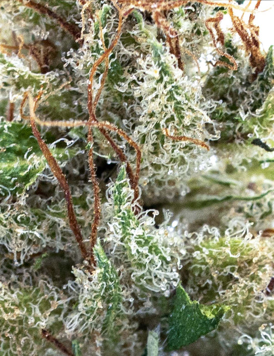 Achat CBD légal en France - Vente CBD en ligne | High Society